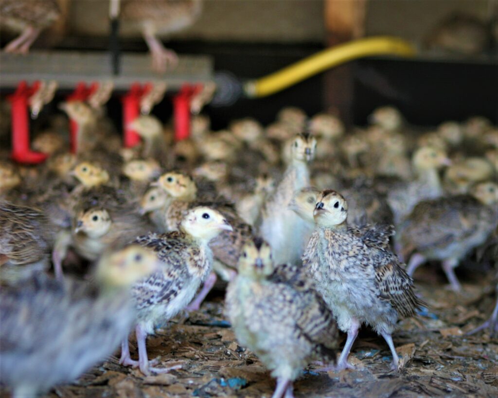 Pheasants in rearing shed (2.5 weeks) - St David's Game Bird Services