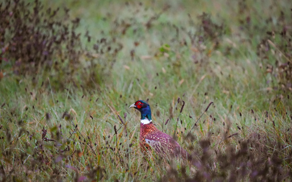 AI and Catching up - St David's Game Bird Services