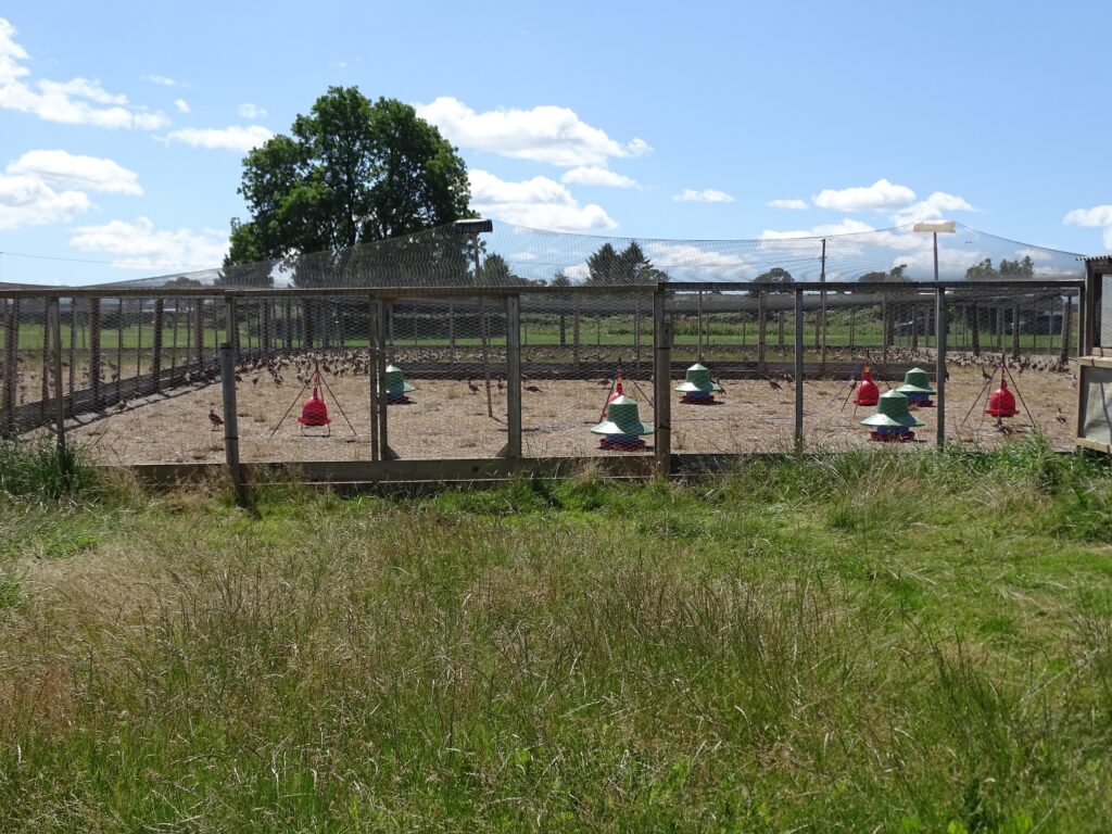 5 tips for a successful game bird release - St David's Game Bird Services