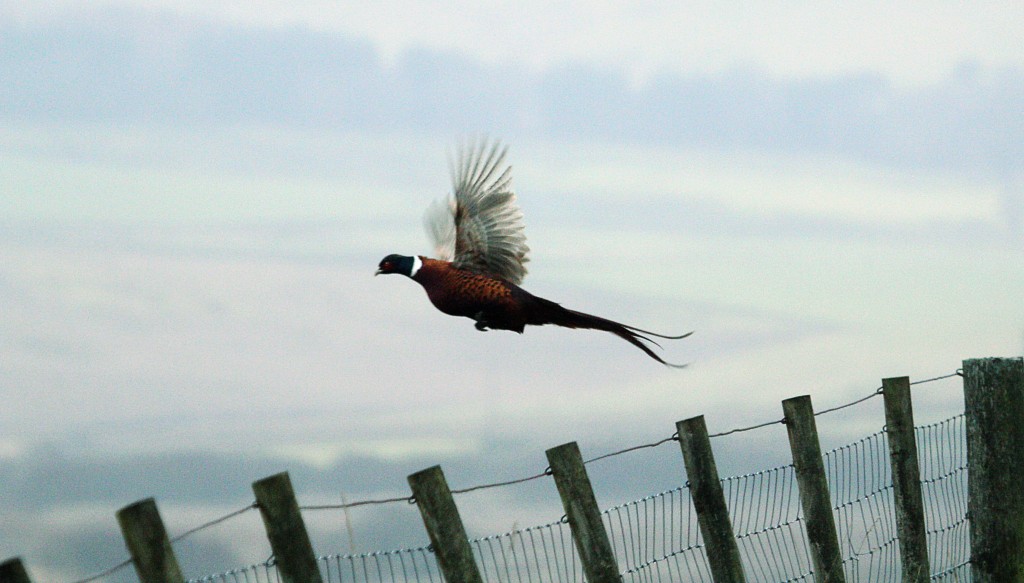 Game Keepers Evening - St David's Game Bird Services